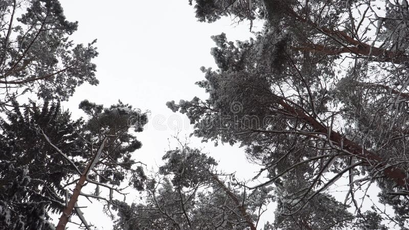 Snow-covered Treetops in a Low-angle View in Winter Stock Video - Video ...