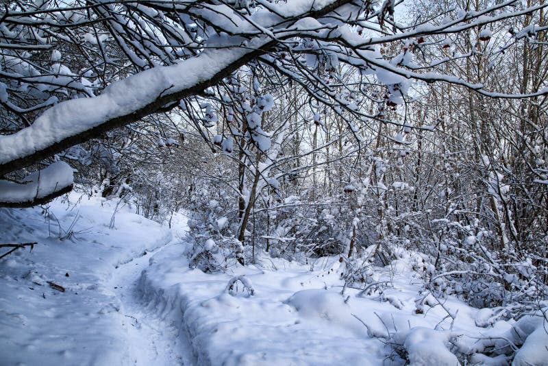 Snow Covered Tress in a Winter Stock Photo - Image of forest, january ...
