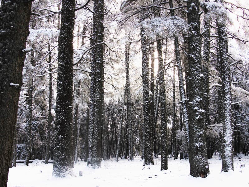 Snow covered trunks stock photo. Image of landscape - 194857494