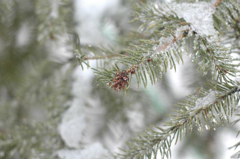 Snow-covered Twig of a Christmas Tree Stock Photo - Image of branch ...