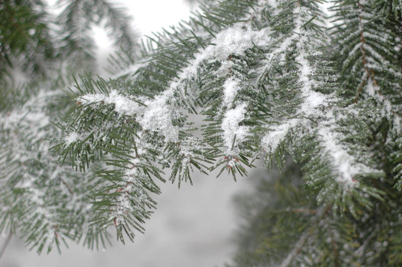 Snow-covered Twig of a Christmas Tree Stock Image - Image of frost ...