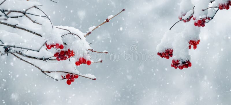 Snow Covered Viburnum Branches with Red Berries during Snowfall ...