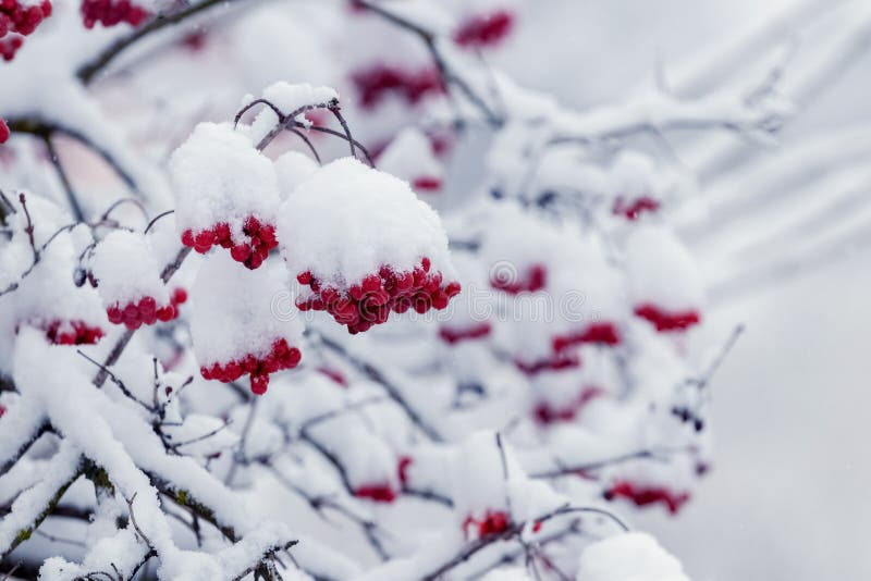 Snow-covered Viburnum Bush with Red Berries, Viburnum in Winter Stock ...