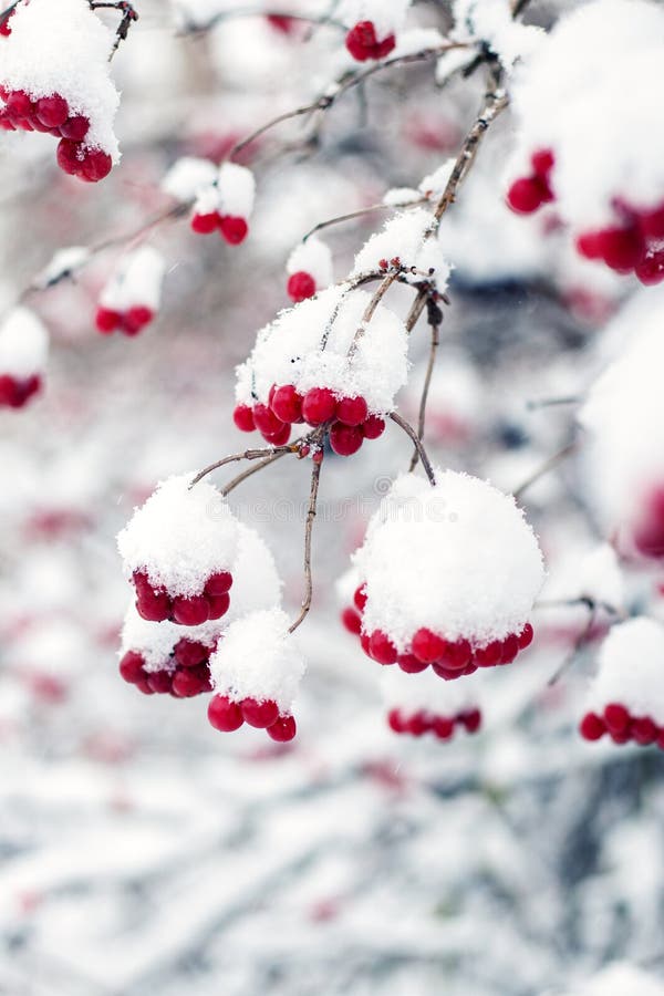 Snow-covered Viburnum Bush with Red Berries in Winter Stock Image ...