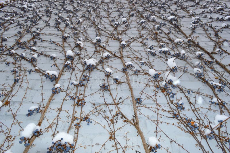 Snow covered vine stock photo. Image of harvest, bunch - 135468288