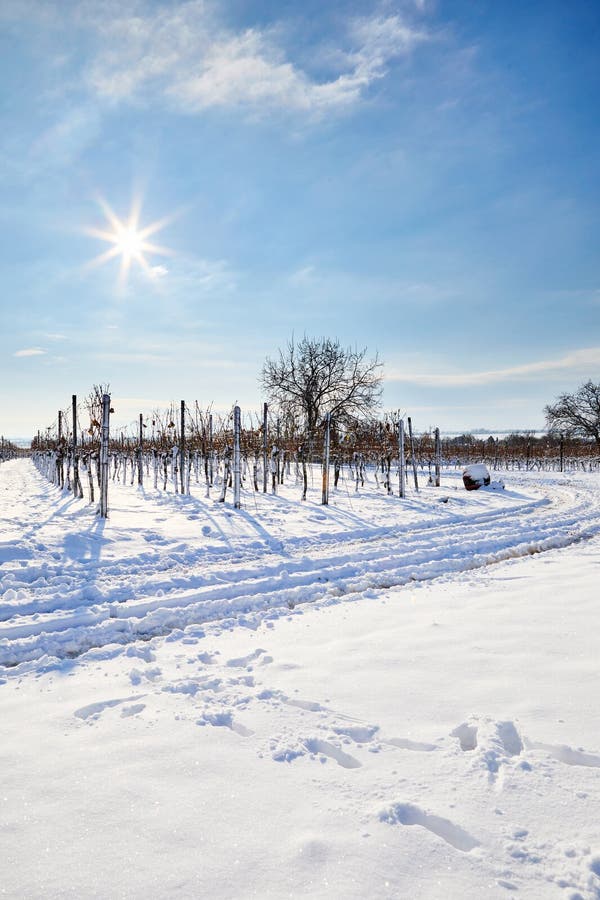 Snow-covered Vineyard with a Path in Winter Stock Image - Image of ...