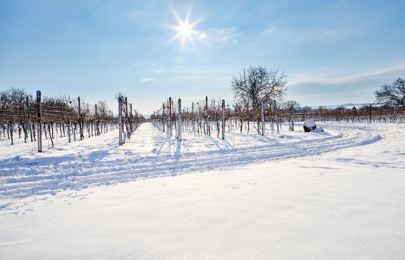 Snow Covered Vineyard Rows with a Path Around on a Sunny Winter Day ...