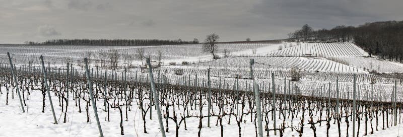 Snow Covered Vineyard in Winter Stock Photo - Image of blue, frozen ...