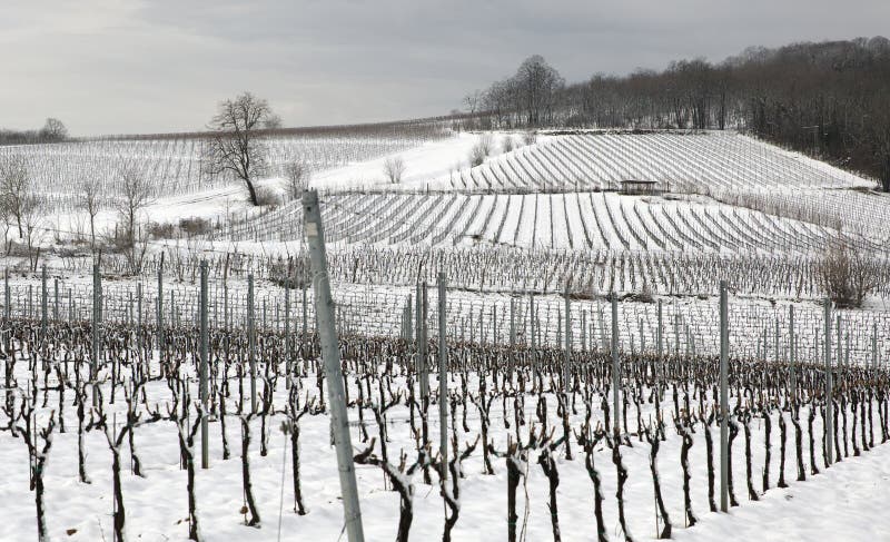 Snow Covered Vineyard in Winter Stock Photo - Image of rural, seasonal ...