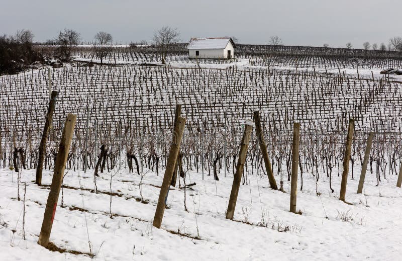 Snow Covered Vineyard in Winter Stock Image - Image of branch, scenic ...