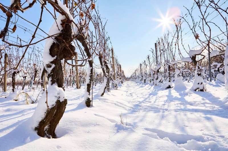 Winter Rows of Vineyards on a Sunny Day Stock Image - Image of sunny ...