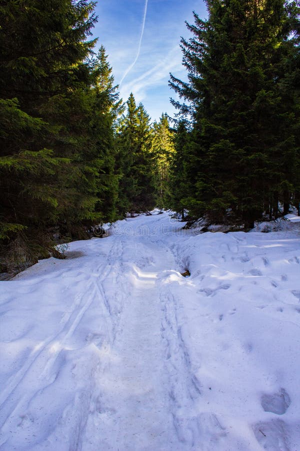 Snow Covered Walkway in Forest at Harz Mountains, Germany Stock Photo ...