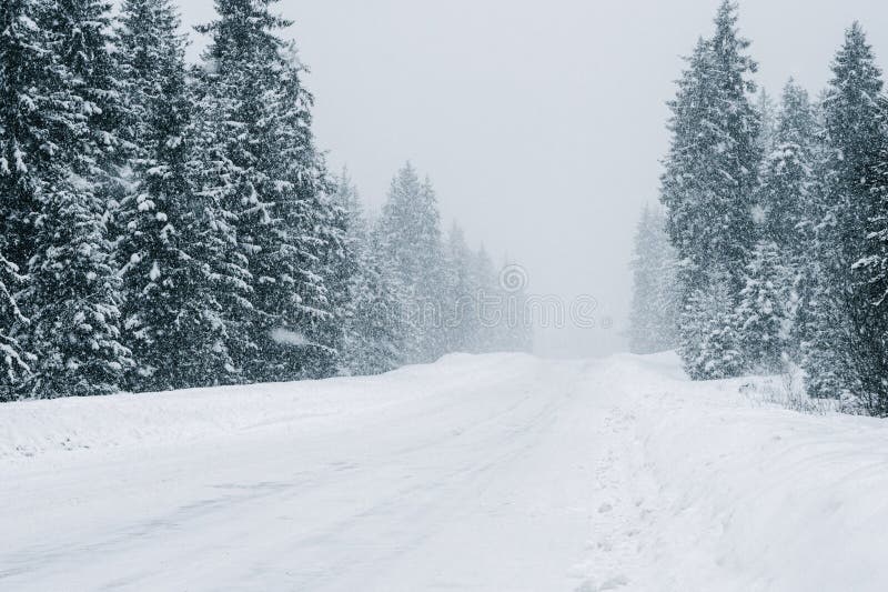 Snow-Covered Way Gping through the Pine Tree Winter Forest Stock Image ...