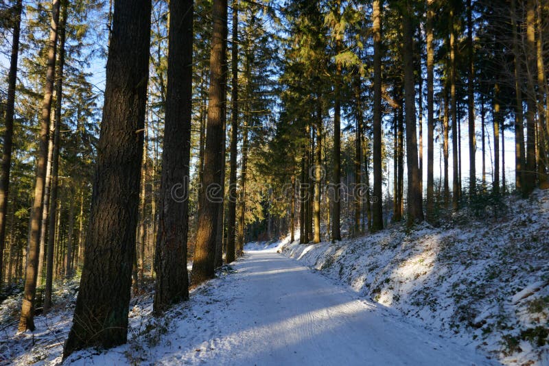 Forest Landscape with Snowy Paths in the Winter Stock Image - Image of ...