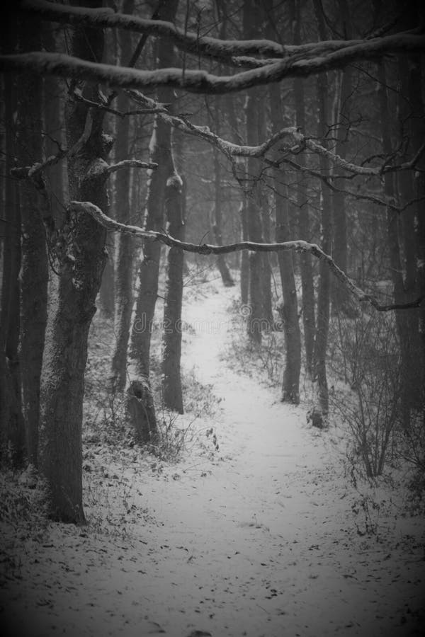 Winter Way stock photo. Image of woodland, cold, winding - 105847714