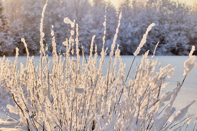 Wet Snow on Roadside Thickets in Backlight Stock Photo - Image of cool ...
