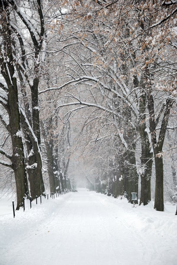 Winter path stock photo. Image of january, city, footpath - 3177028