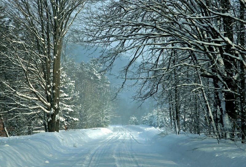Snow Covered Tree Lined Road Stock Photo - Image of evergreens ...