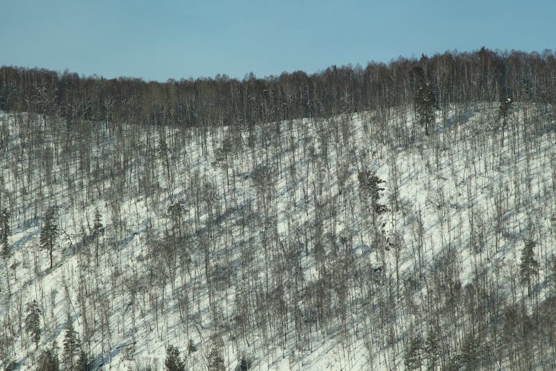 Snow Covered Winter Slope with a Lot of Bare Trees Stock Image - Image ...
