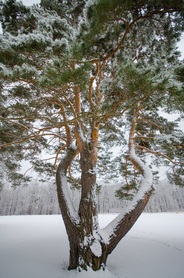 Snow Covered Winter Tree stock image. Image of lines - 82171721
