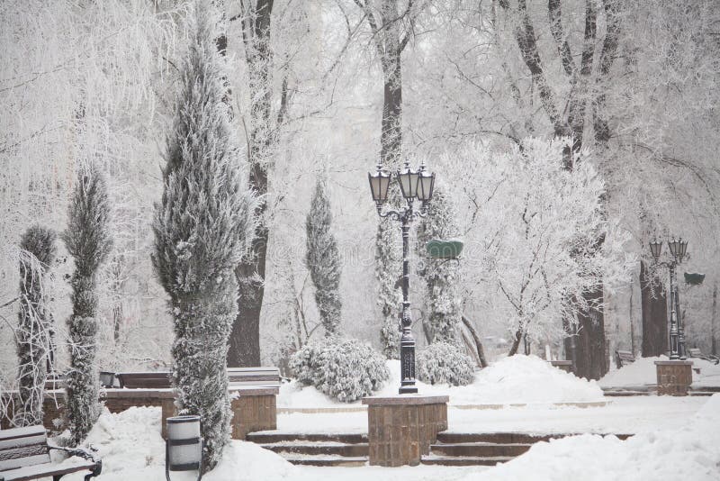 Snow-covered Winter Trees on a City Boulevard Stock Photo - Image of ...