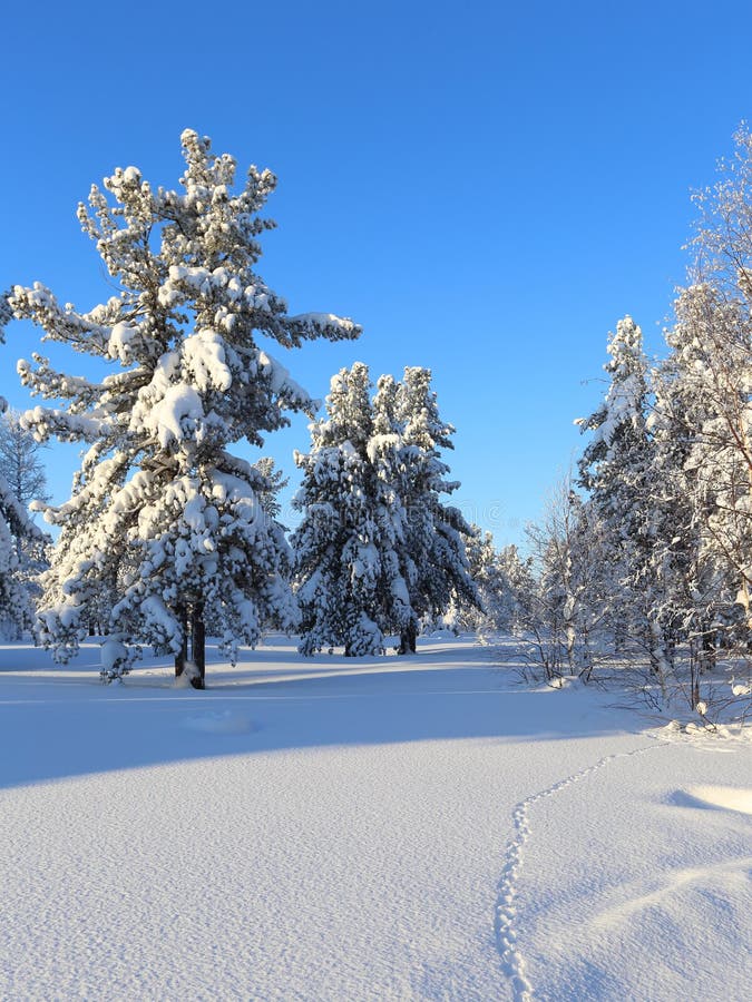 Snow-covered wood stock image. Image of season, wood - 37710897