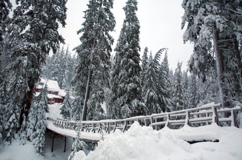 Snow Covered Wooden Bridge in Winter Pine Forest Stock Photo - Image of ...