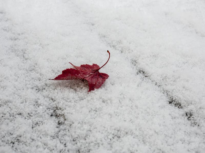 Snow Covered Wooden Deck in Winter with Red Maple Leaf Stock Photo ...