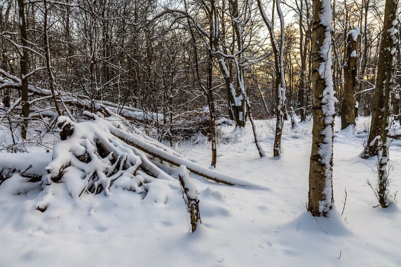 Snow Covered Woodland stock photo. Image of outdoors - 151124958