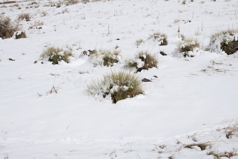 Snow Covered Yucca in Cherry Creek State Park Stock Photo - Image of ...