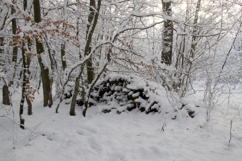 Snow Coveret Firewood Stack in the Forest Stock Photo - Image of ...