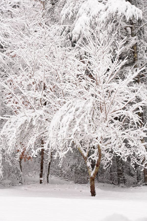 Snow Covering and Coating Trees in the Winter Time Stock Photo - Image ...
