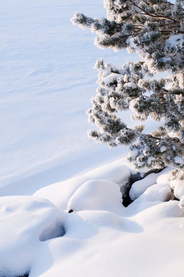 Snow Covering Tree Branches and Stones Stock Image - Image of snowdrift ... Snow Covering Tree Branches and Stones Stock Image - Image of snowdrift ...