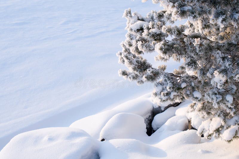 Snow Covering Tree Branches and Stones Stock Photo - Image of snow ... Snow Covering Tree Branches and Stones Stock Photo - Image of snow ...