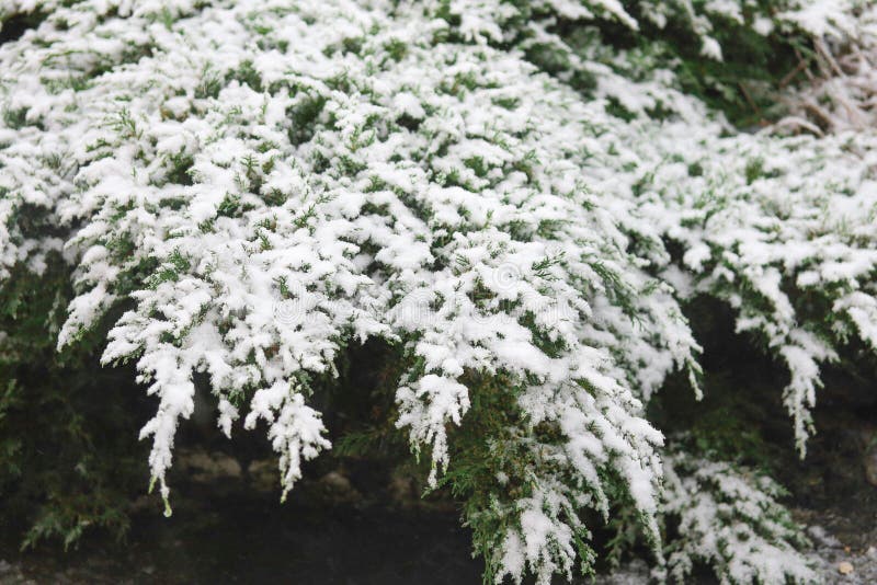 Snow covering a shrub stock image. Image of landscape - 174108981