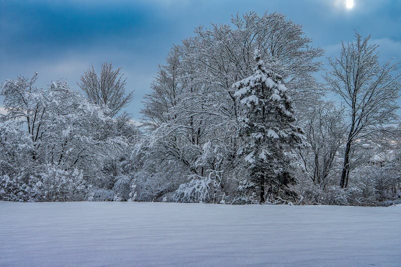 Snow covering trees stock photo. Image of flower, plant - 266711548