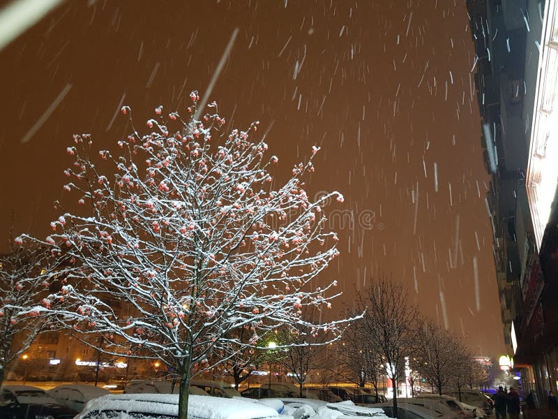 Snow Covering Trees in a Night City Stock Image - Image of tree ...
