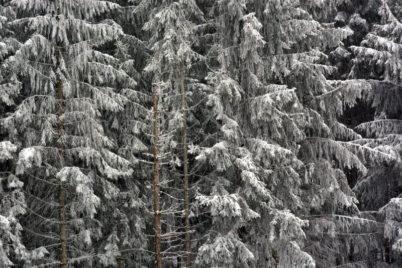 The Snow Covers All the Trees in the Forest Stock Image - Image of ...