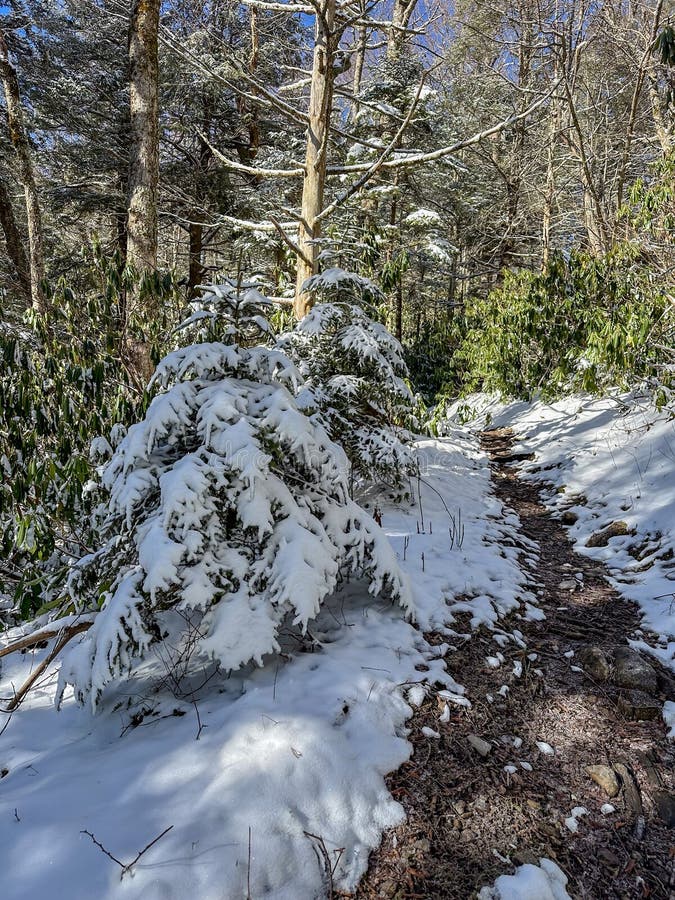 Snow Covers Boughs of Tree Along Snake Den Ridge Trail Stock Photo ...