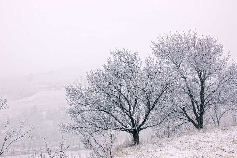 Snowfield stock photo. Image of tree, large, trees, landscape - 274035956