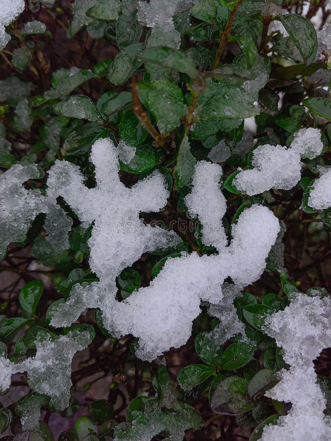 Snow covers the leaves stock image. Image of frost, tree - 268602727