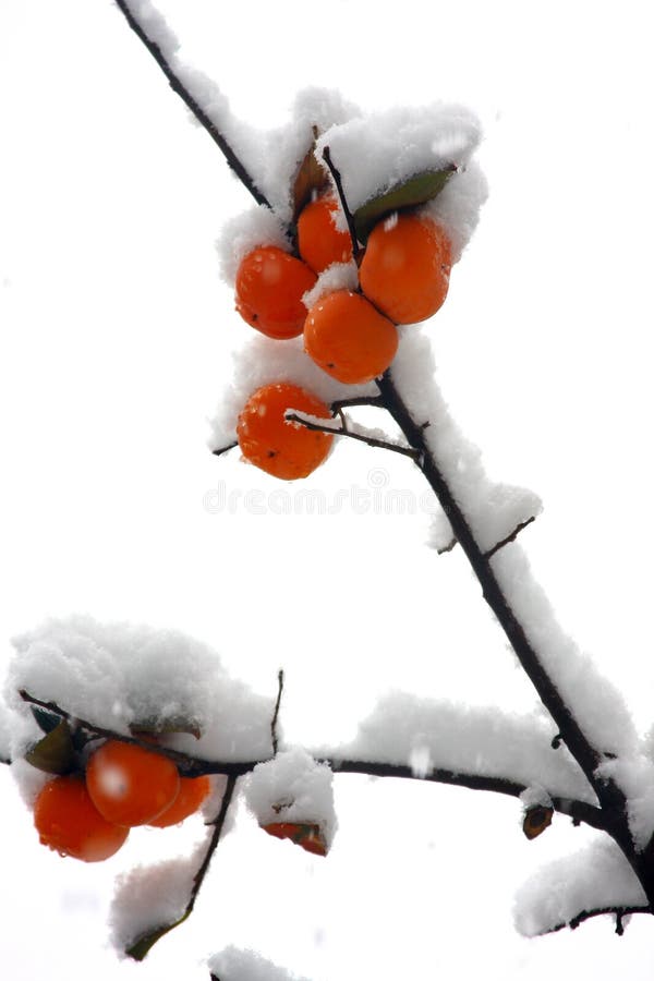 Snow covers persimmon stock photo. Image of tree, persimmon - 12727536