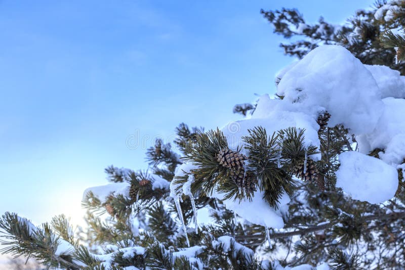 Snow Covers Pine Tree Branches with Pine Cones with Sun Light Stock ...