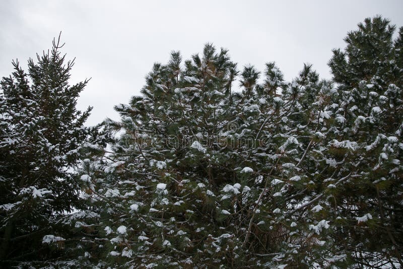 Snow Covers Pine Tree after Winter Storm Stock Image - Image of winter ...