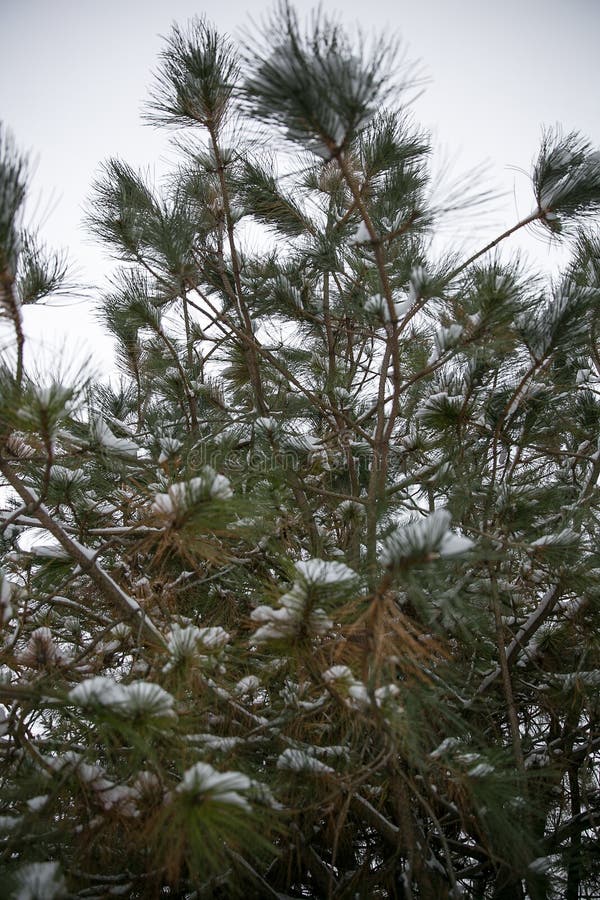 Snow Covers Pine Tree after Winter Storm Stock Image - Image of outdoor ...