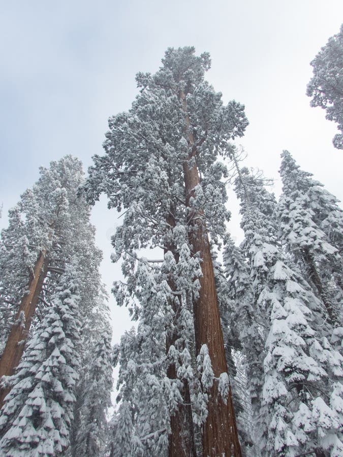 Snow Covers the Tops of Giant Sequoia and Redwood Trees Stock Image ...