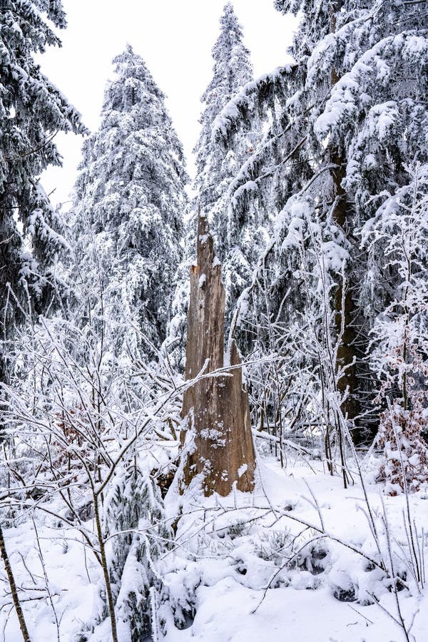 The Snow Covers the Trees and Branches in the Woods Near a Fire Hydrant ...