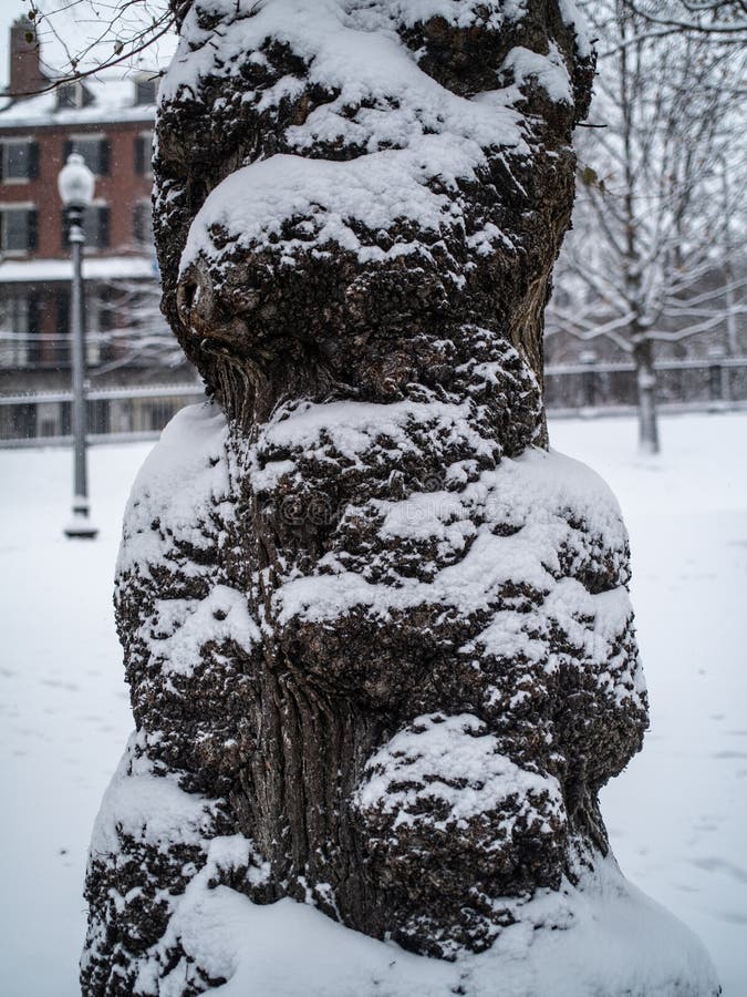 Snow Covers the Trunk of Tree in a Storm Stock Photo - Image of ...