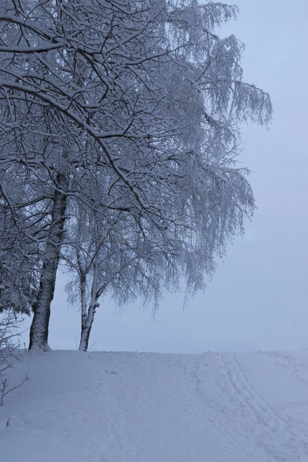 Snow-cowered Trees in Cloudy Day Stock Photo - Image of leafless ...