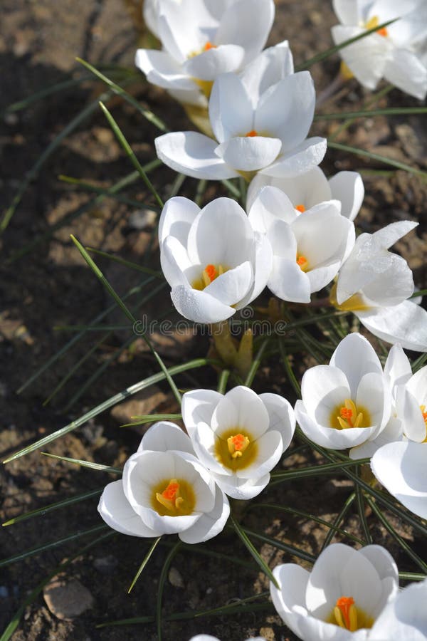 Snow Crocus Ard Schenk stock photo. Image of early, botanical - 317406268